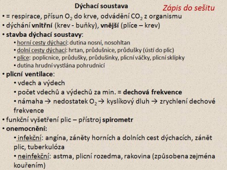 27_Dychaci soustava.JPG :: Mgr. David Šmerda